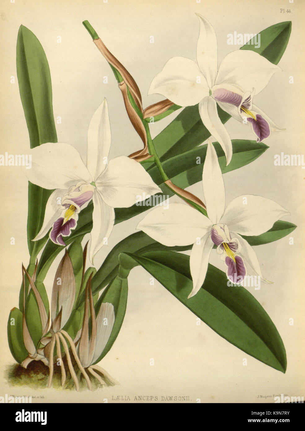 R. Warner & B.S. Williams The Orchid Album volume 01 plate 044 (1882 ...
