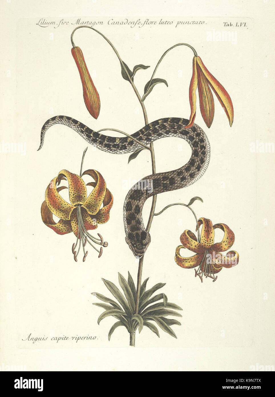Piscium, serpentum, insectorum, aliorumque nonnullorum animalum nec non ...
