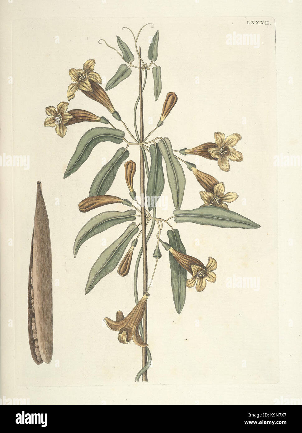 Piscium, serpentum, insectorum, aliorumque nonnullorum animalum nec non ...