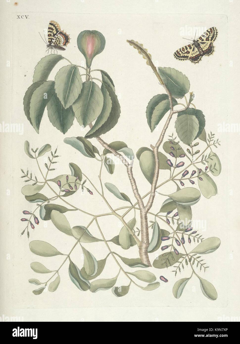 Piscium, serpentum, insectorum, aliorumque nonnullorum animalum nec non ...