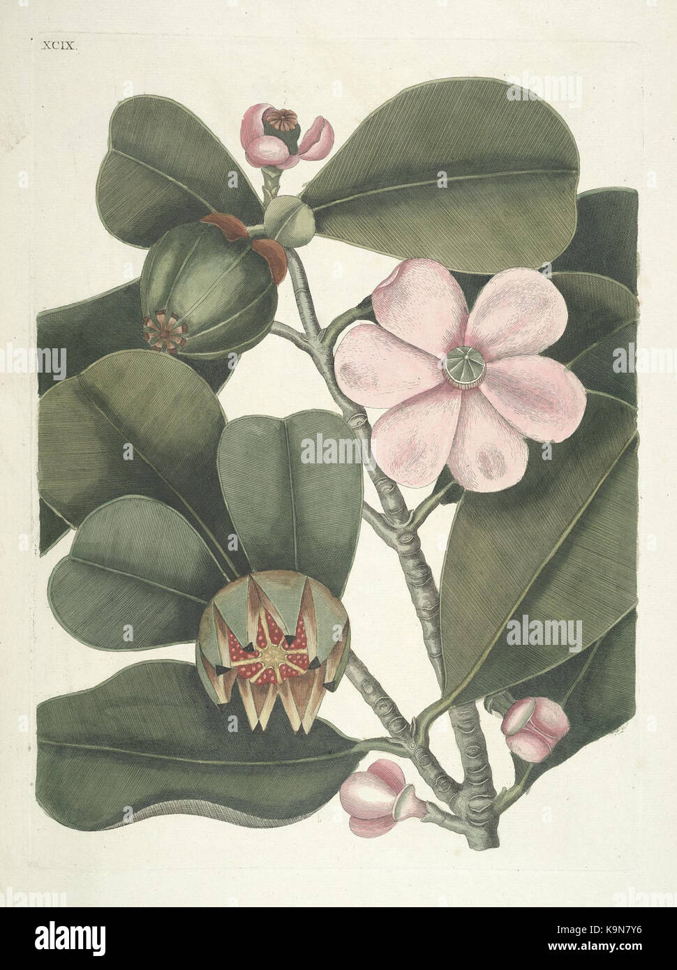 Piscium, serpentum, insectorum, aliorumque nonnullorum animalum nec non ...