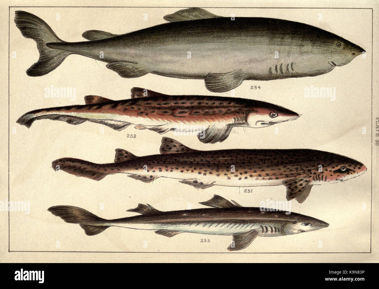 Our country's fishes and how to know them (Plate 30) BHL20965842 Stock ...