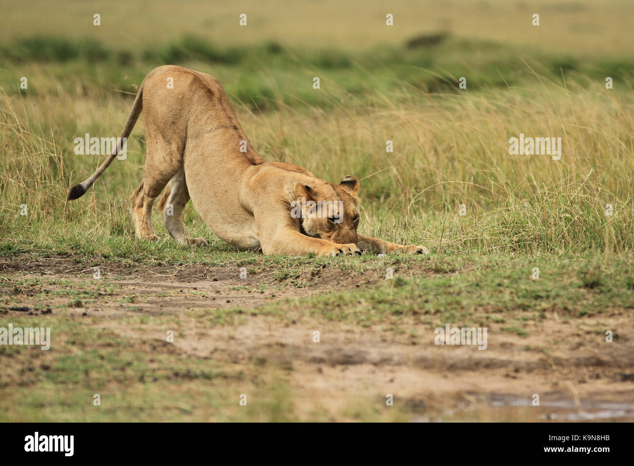 Lions of Maasai Mara Stock Photo - Alamy
