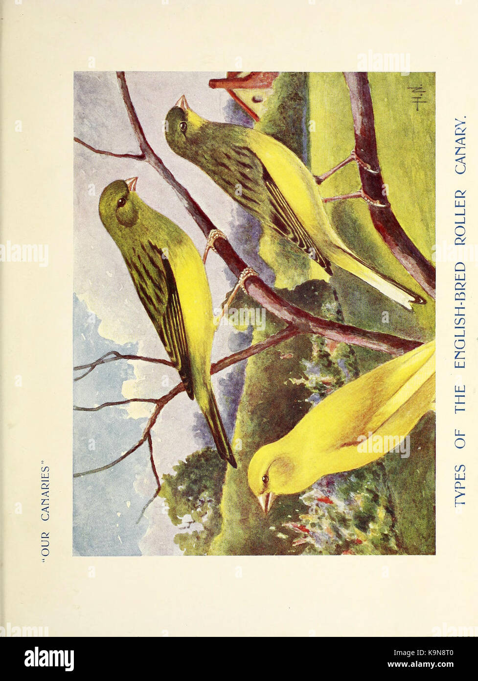 Our canaries BHL47511252 Stock Photo - Alamy