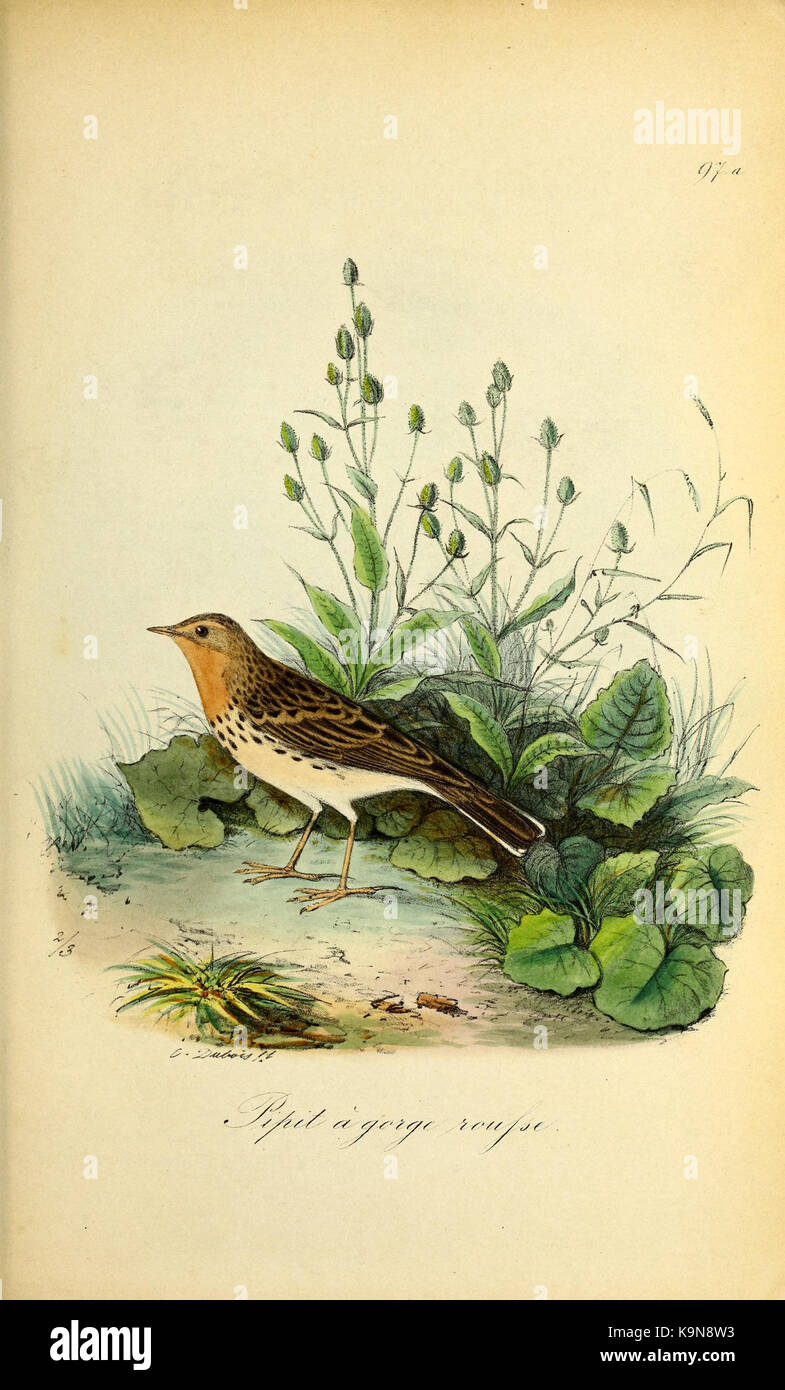 Planches coloriees des oiseaux de la Belgique et de leurs oeufs (Pl ...