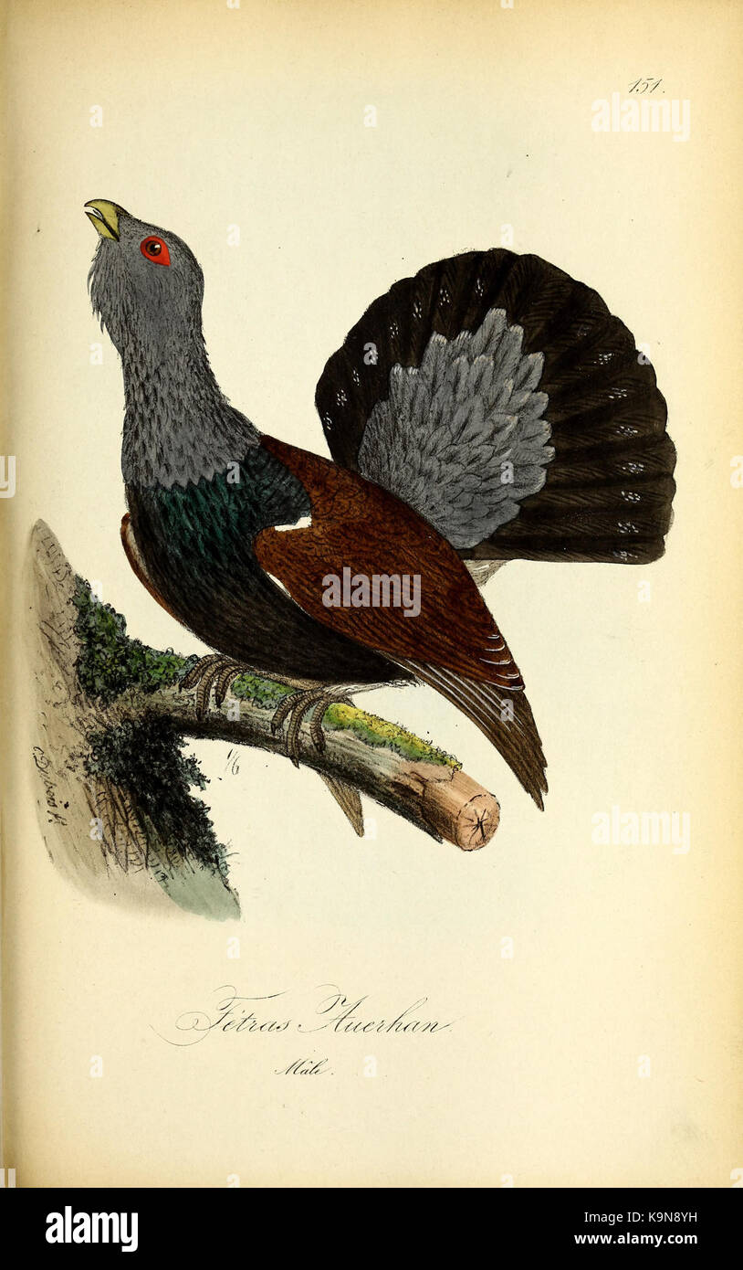A detailed illustration of Belgian birds and their eggs, as seen in the ...