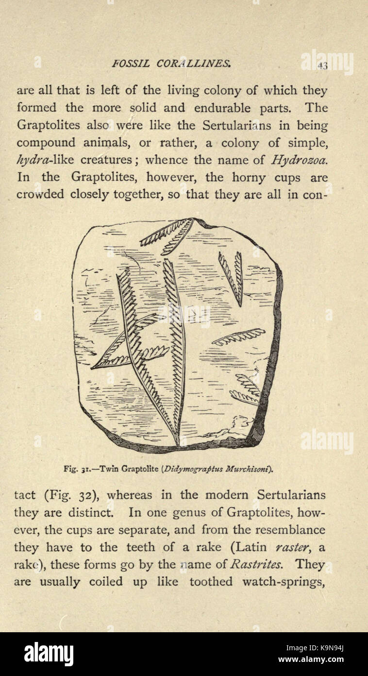 Our common British fossils, and where to find them (Page 43 ...
