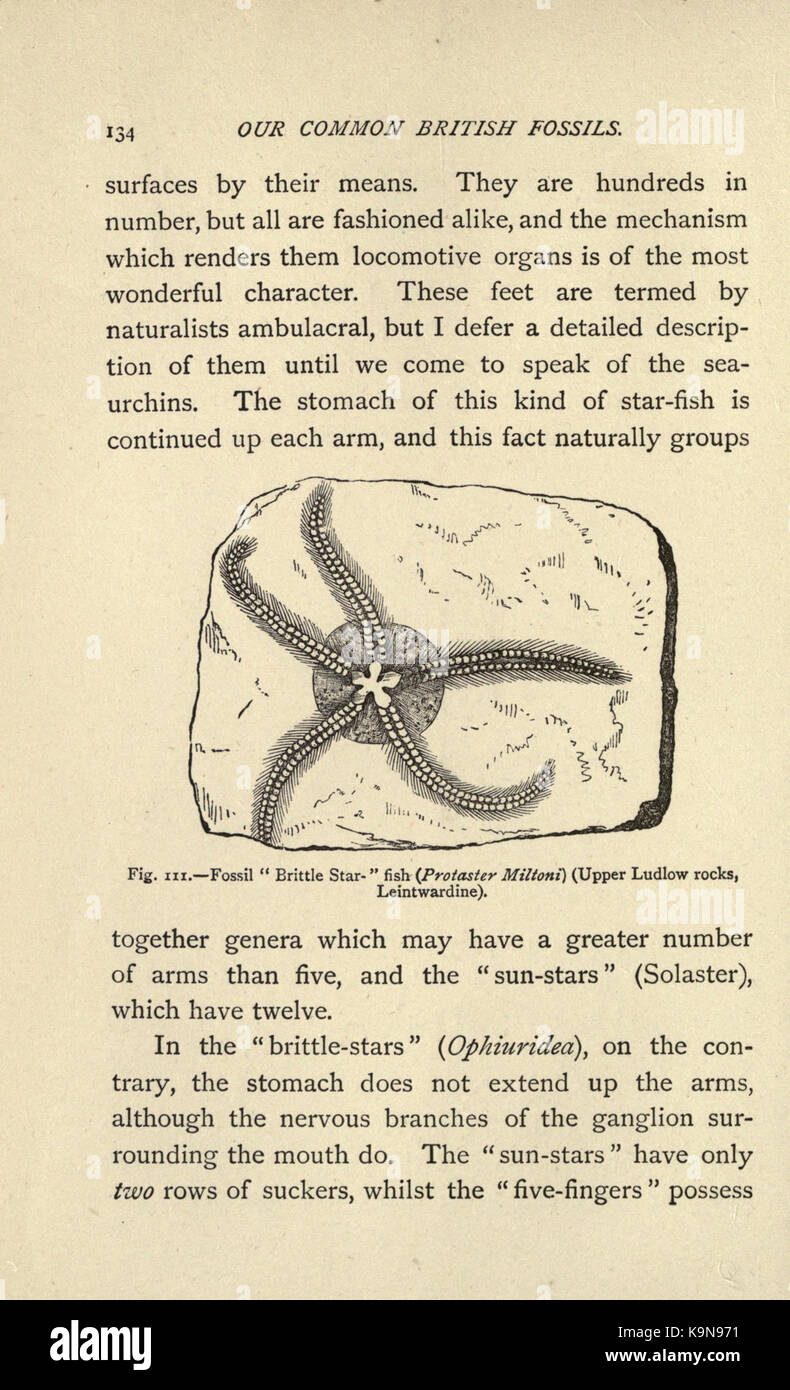 Our common British fossils, and where to find them (Page 134 ...