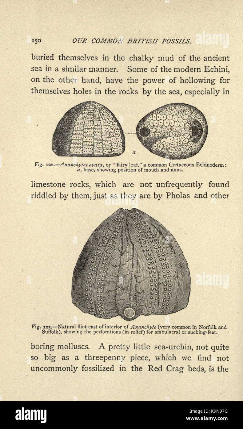 Our common British fossils, and where to find them (Page 150 ...