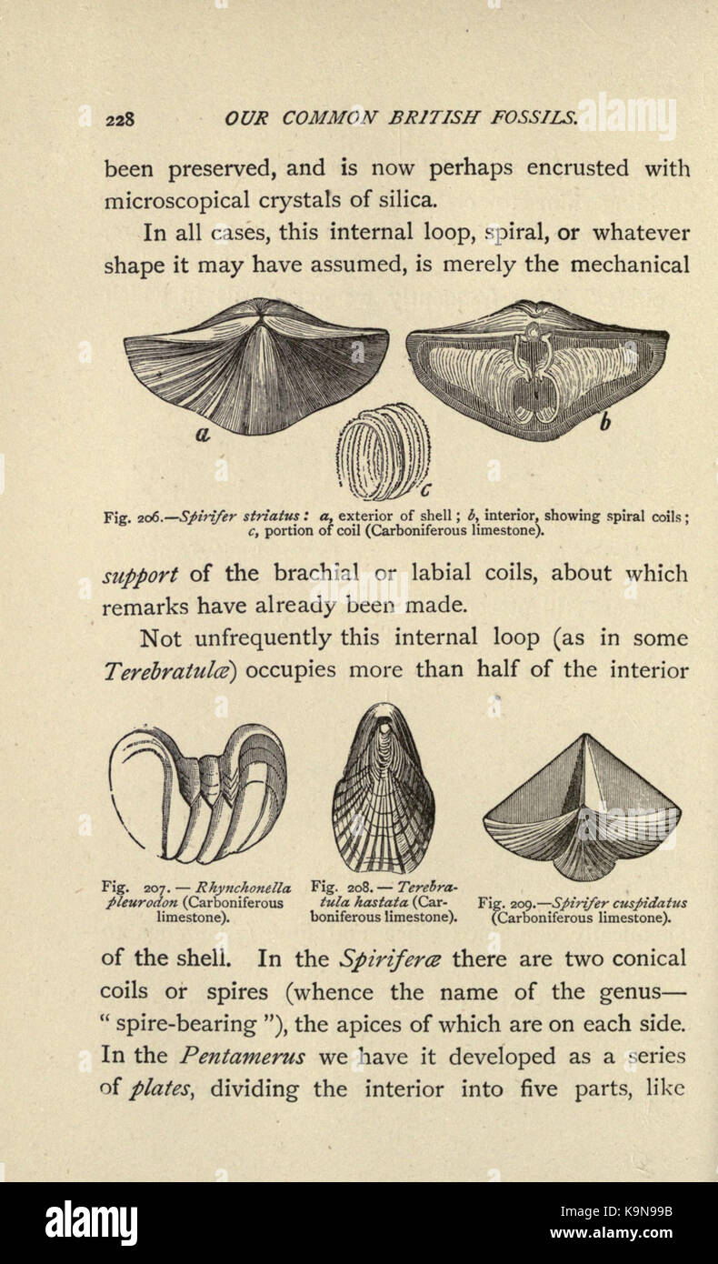 Our common British fossils, and where to find them (Page 228 ...