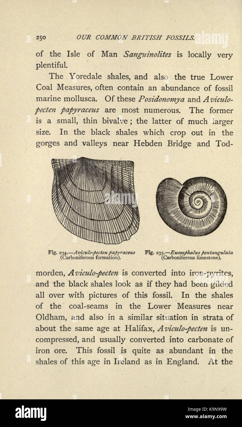 Our common British fossils, and where to find them (Page 250 ...