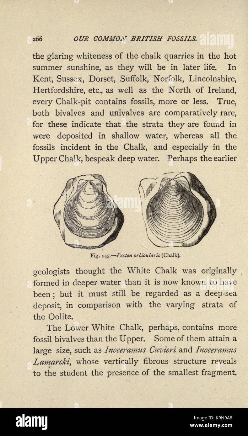 Our common British fossils, and where to find them (Page 266 ...