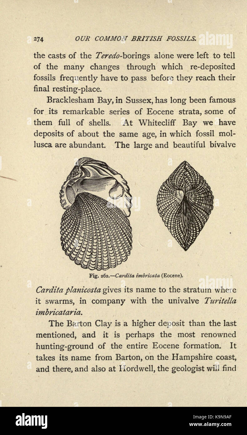 Our common British fossils, and where to find them (Page 274 ...