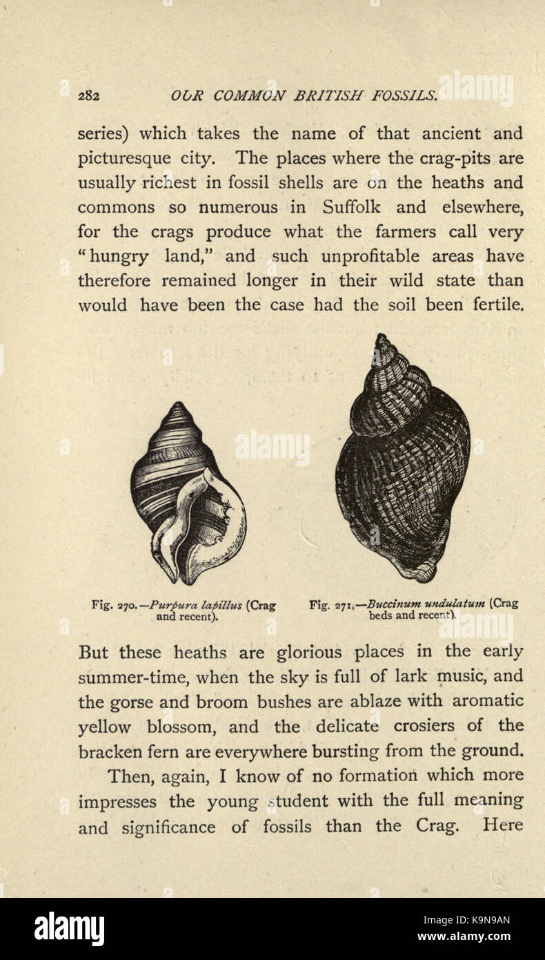Our common British fossils, and where to find them (Page 282 ...