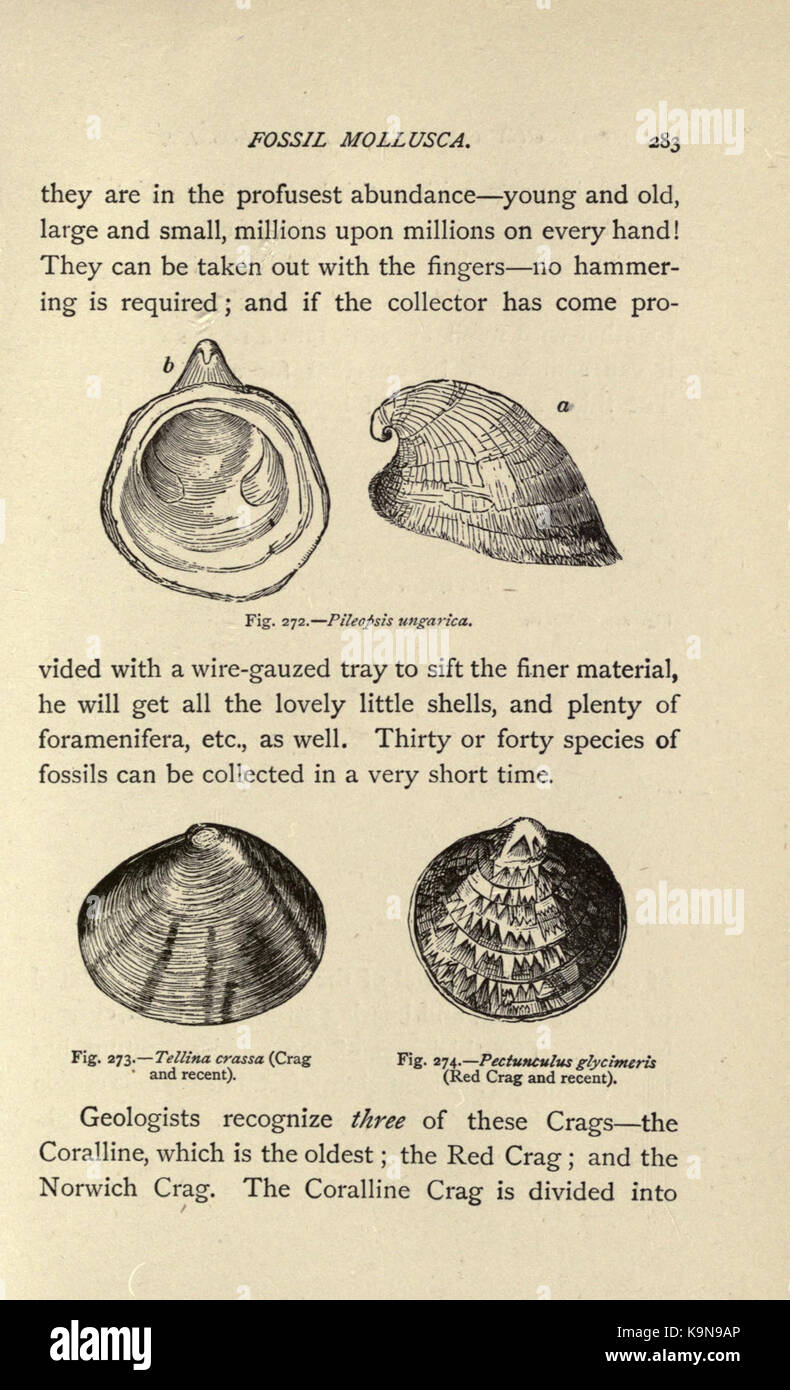 Our common British fossils, and where to find them (Page 283 ...