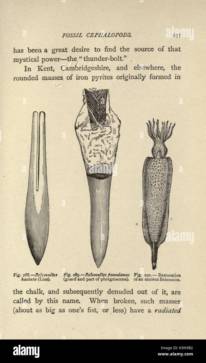 Our common British fossils, and where to find them (Page 297 ...