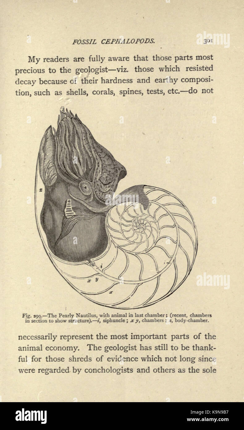 Our common British fossils, and where to find them (Page 301 ...