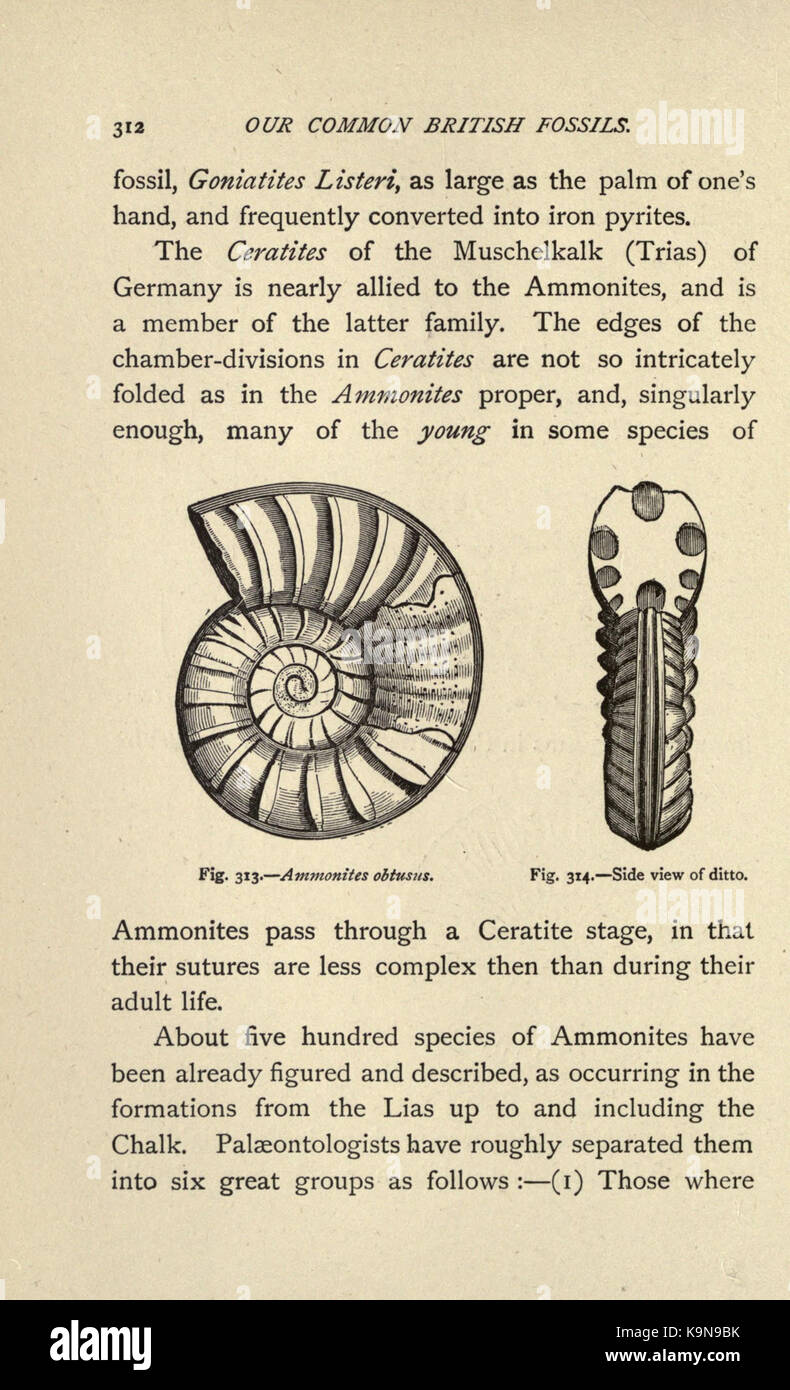 This book provides information about common British fossils and their ...
