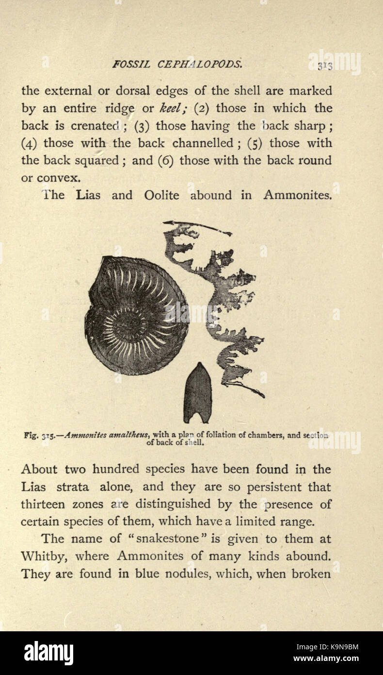 Our common British fossils, and where to find them (Page 313 ...