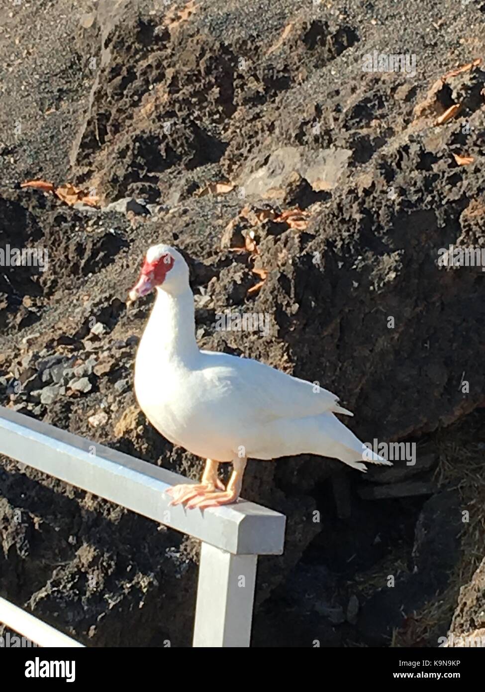 White duck red beak hi-res stock photography and images - Alamy