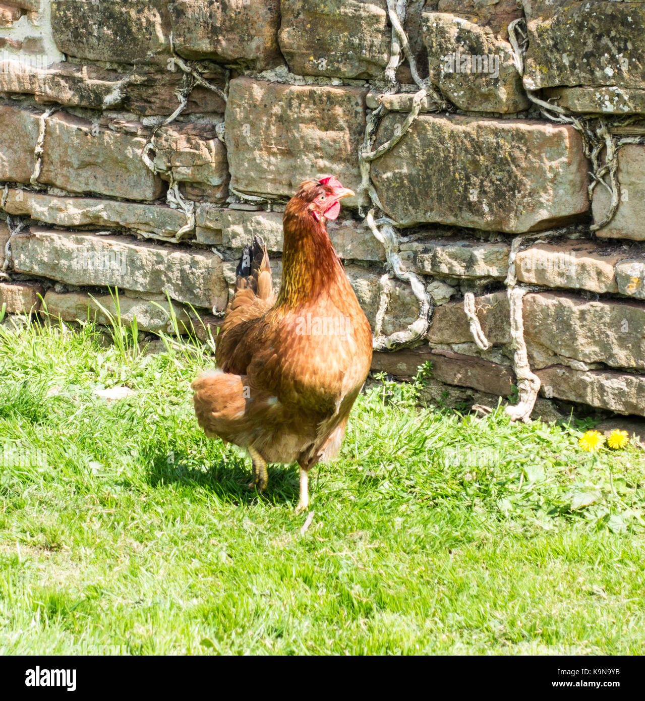 Catalana chicken. Light brown feathers with yellow legs Stock Photo - Alamy