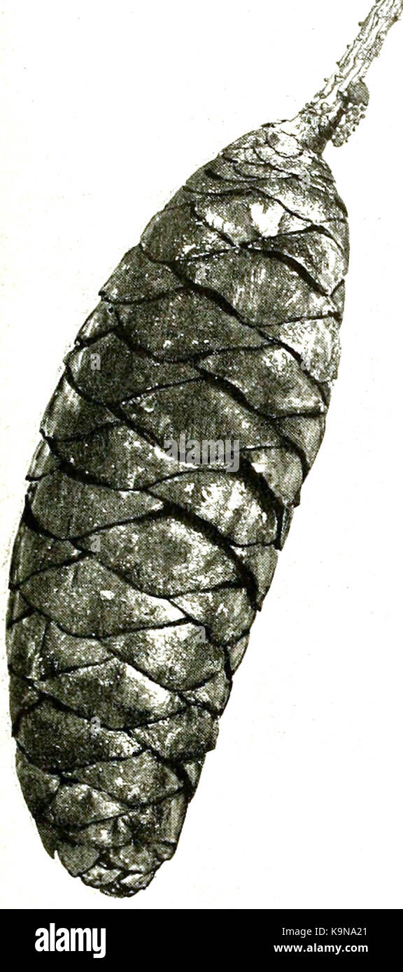Pine cone anatomy hi-res stock photography and images - Alamy