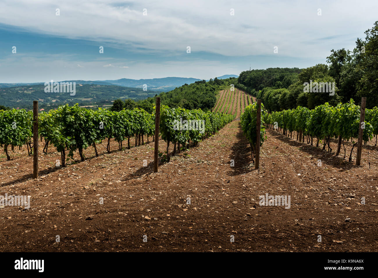 Serbian rural Landscape with vineyards and hills Stock Photo - Alamy