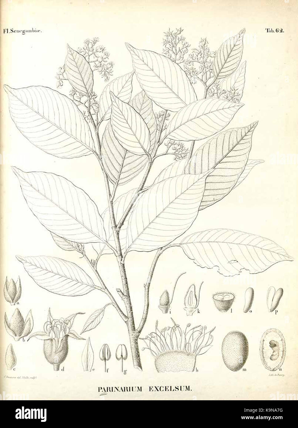 Parinari hi-res stock photography and images - Alamy