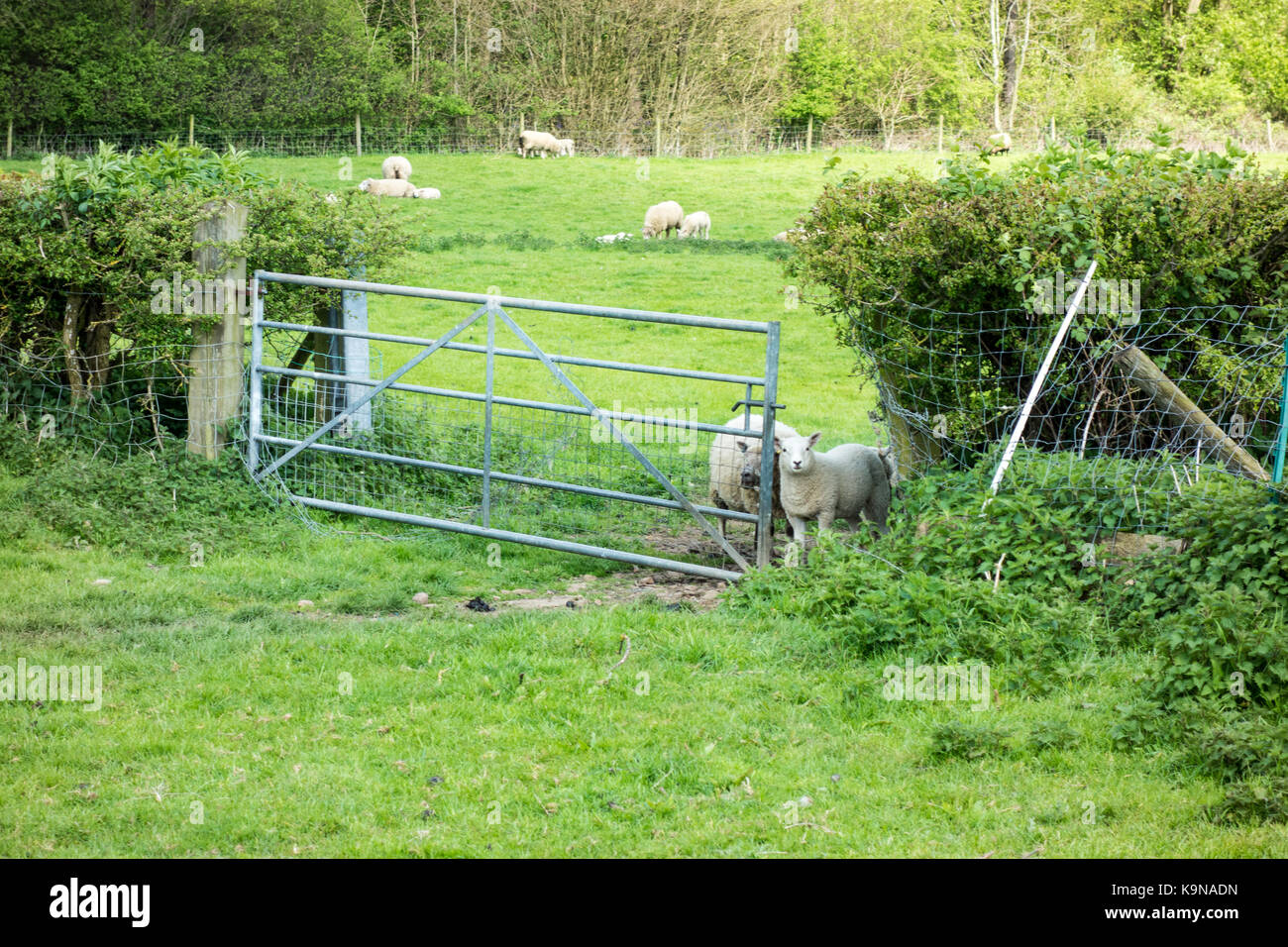 Sheep behind gate in field Nottinghamshire Stock Photo - Alamy