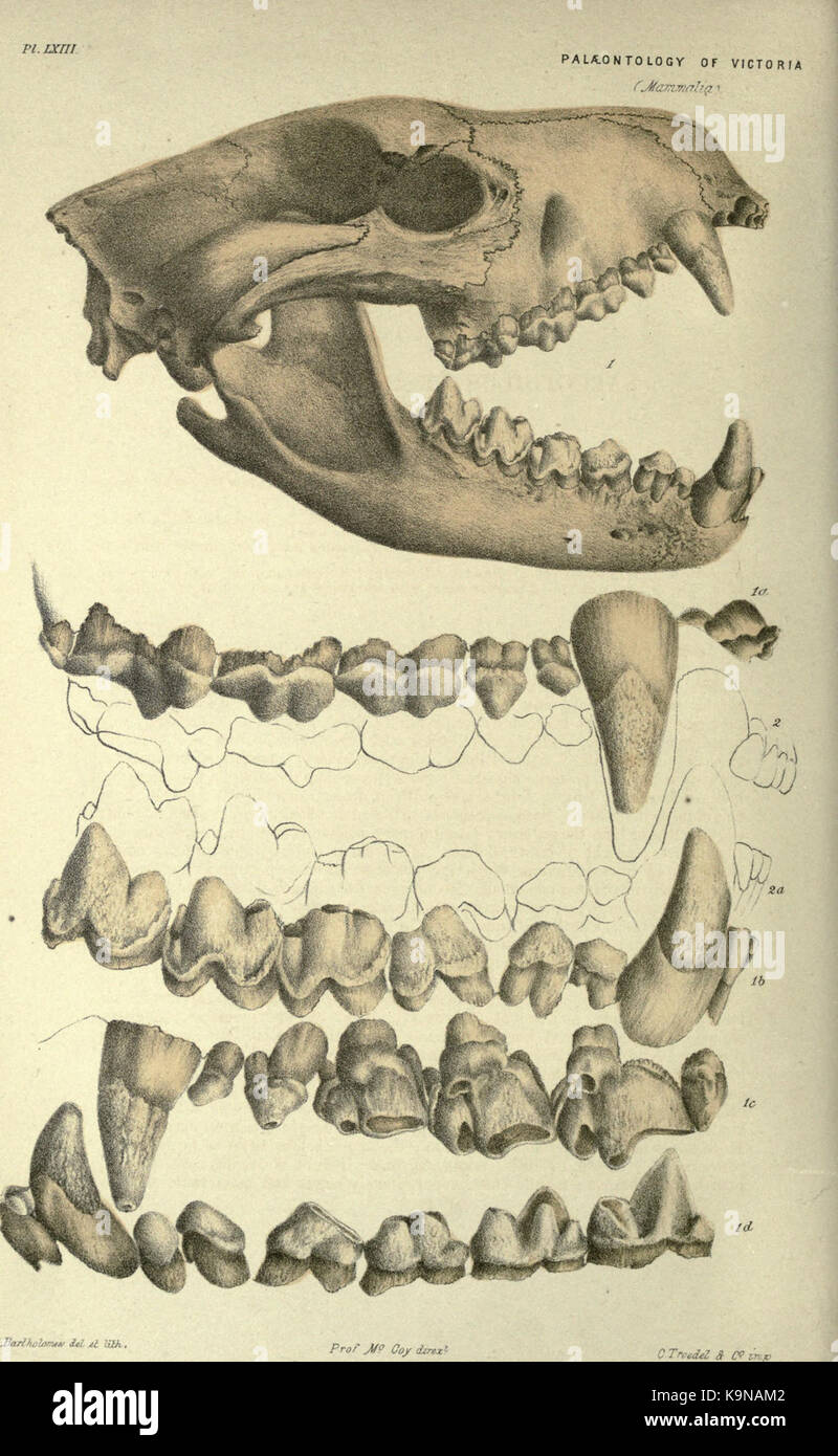 Prodromus of the palaeontology of Victoria, or, Figures and ...