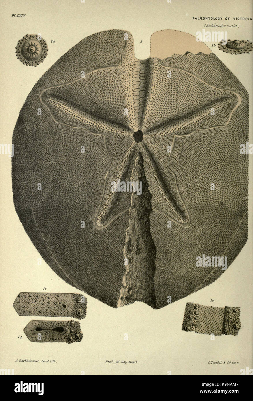 Prodromus of the palaeontology of Victoria, or, Figures and ...