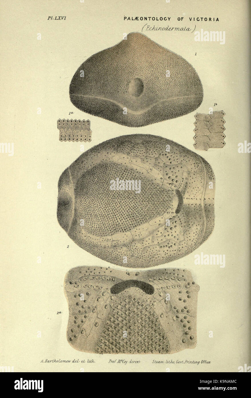 Prodromus of the palaeontology of Victoria, or, Figures and ...