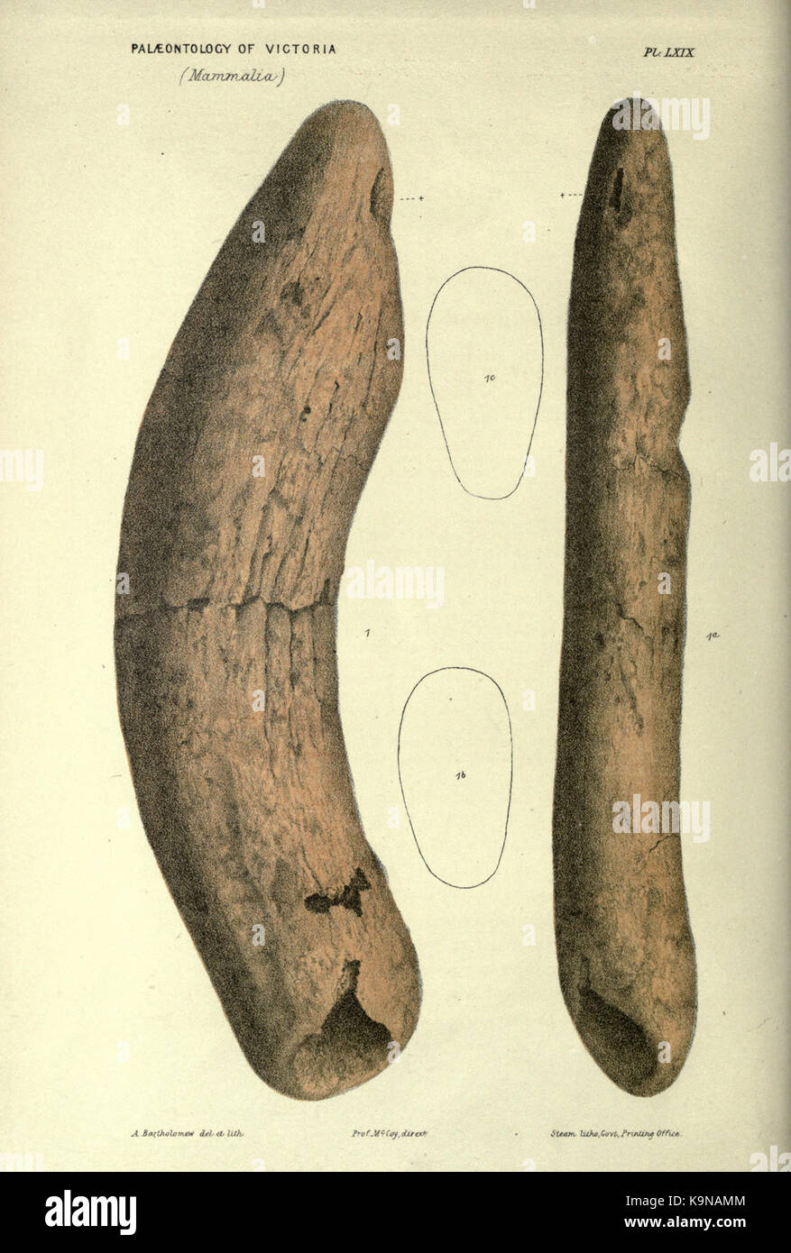 Prodromus of the palaeontology of Victoria, or, Figures and ...