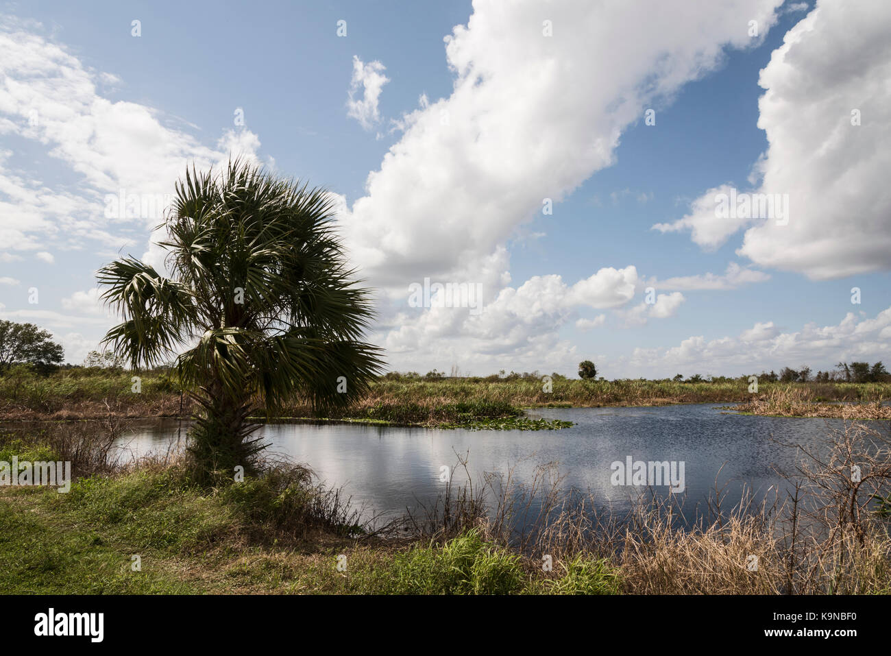 The Emeralda Marsh Conservation Area in Leesburg, Florida Stock Photo ...