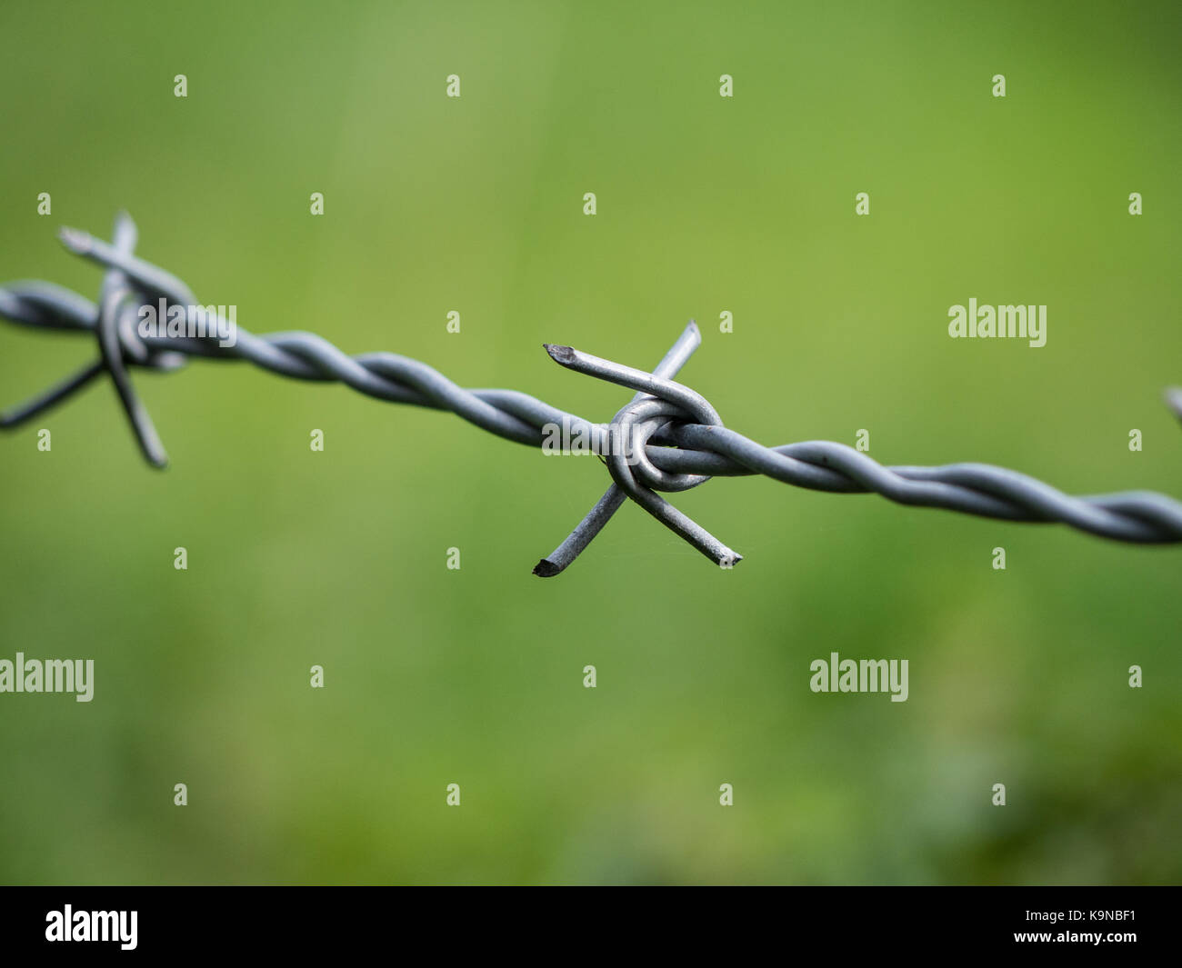 Close up of a spike of barbed wire against a natural background Stock ...