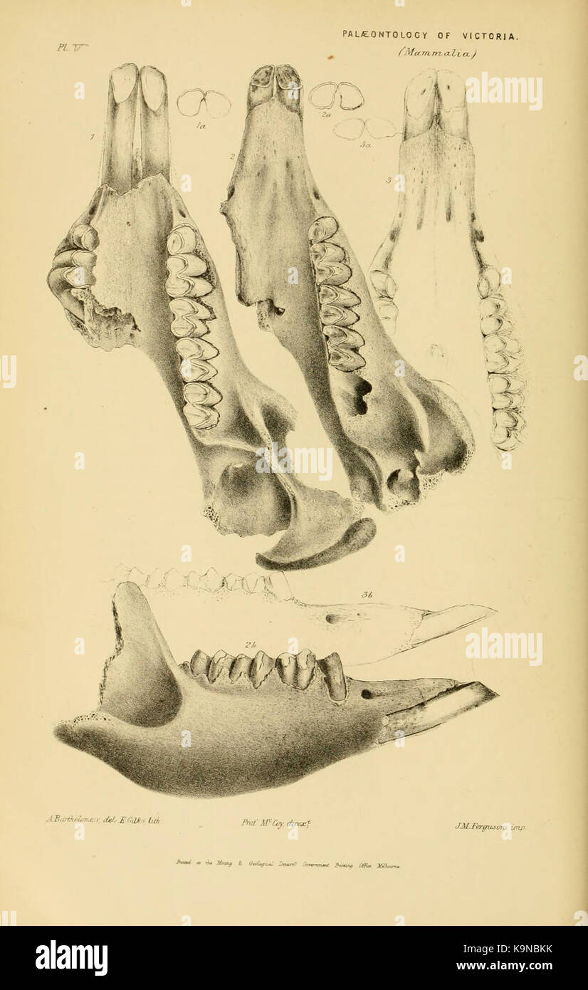 Prodromus of the paleontology of Victoria (Pl. V) BHL13774396 Stock ...