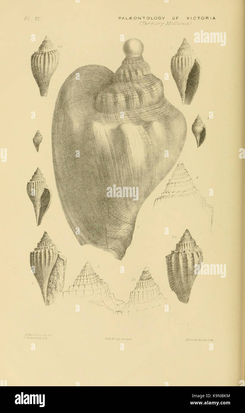 Prodromus of the paleontology of Victoria (Pl. VI) BHL13774400 Stock ...