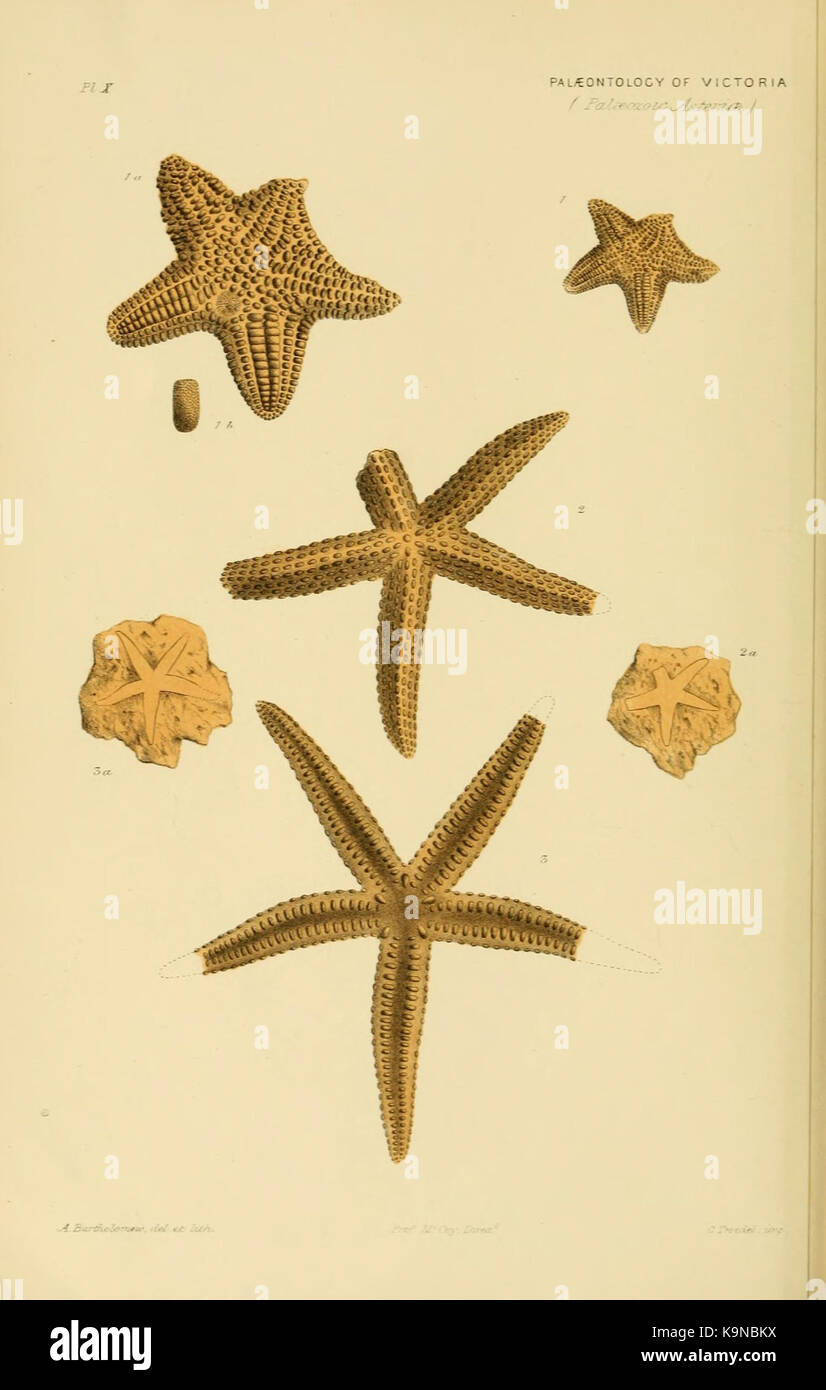 Prodromus of the paleontology of Victoria (Pl. X) BHL13774426 Stock ...