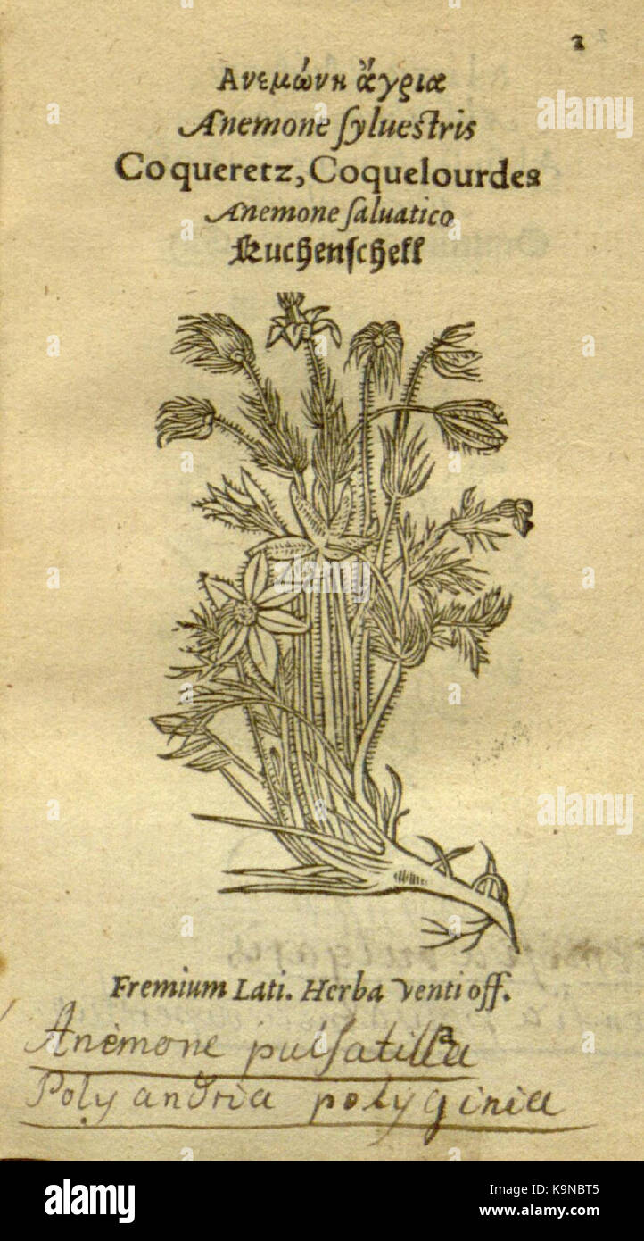 Detailed drawings of flower anatomy hi-res stock photography and images ...