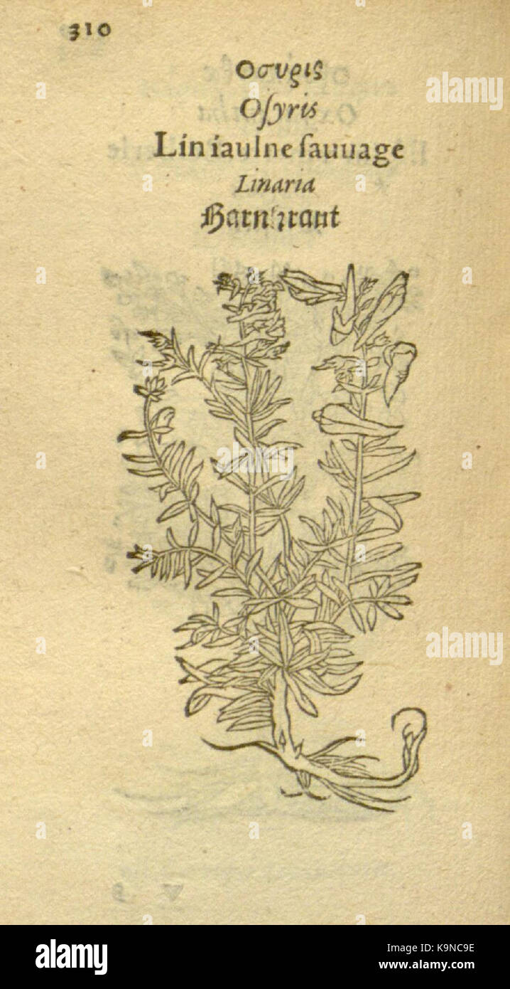 Book page plant structure figure hi-res stock photography and images ...