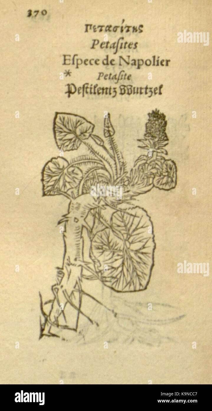 Plant species and drawings hi-res stock photography and images - Alamy