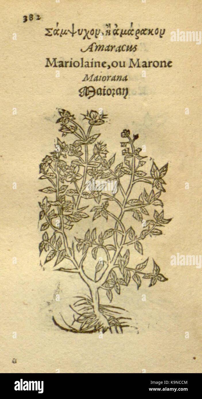 Plant species and drawings hi-res stock photography and images - Alamy