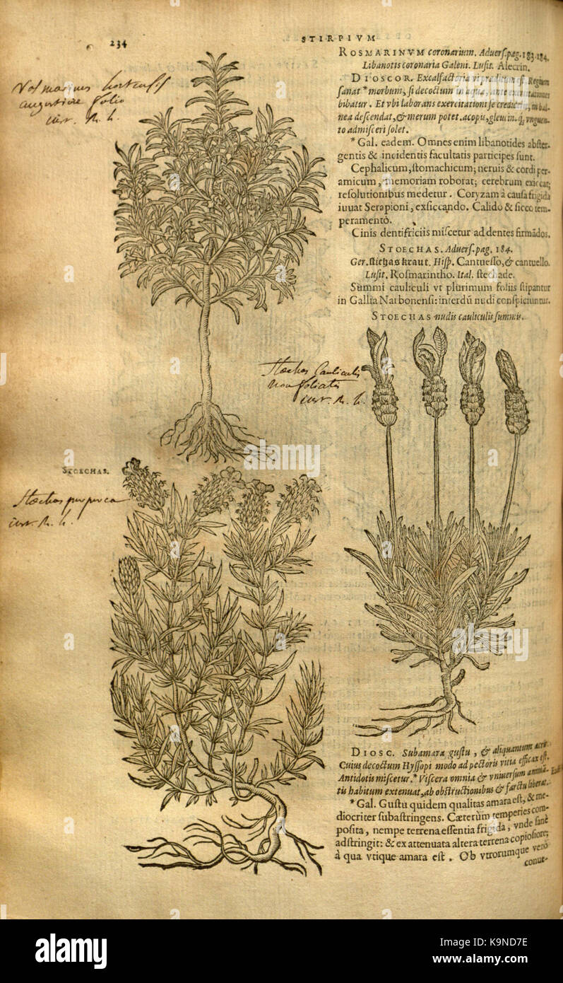 Plantarum, seu, Stirpium historia (Page 234) BHL9871288 Stock Photo - Alamy