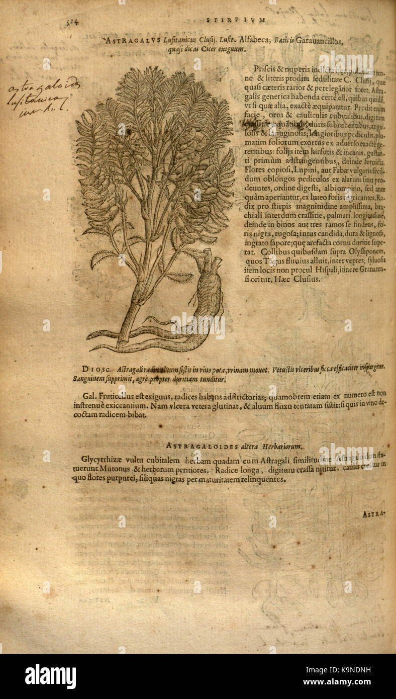 Plantarum, seu, Stirpium historia (Page 522) BHL9871576 Stock Photo - Alamy