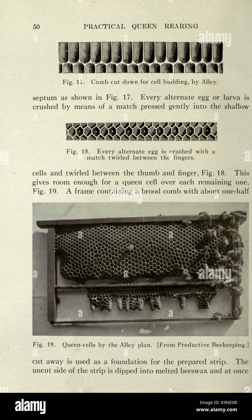 Practical queen rearing (Page 50) BHL23224653 Stock Photo - Alamy