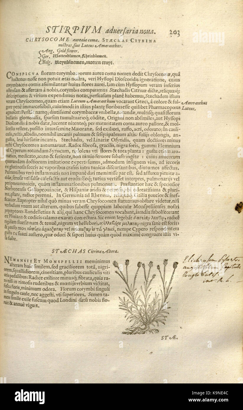 Plantarum, seu, Stirpium historia (Page 201) BHL9871933 Stock Photo - Alamy