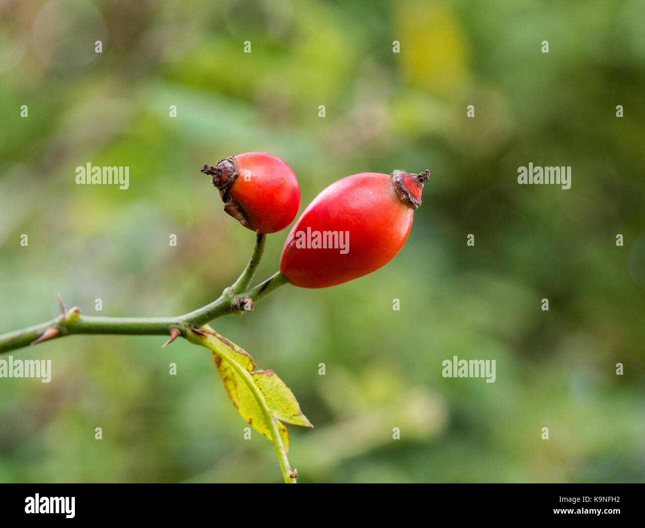 Close up of bright red rosehips against a green background Stock Photo ...
