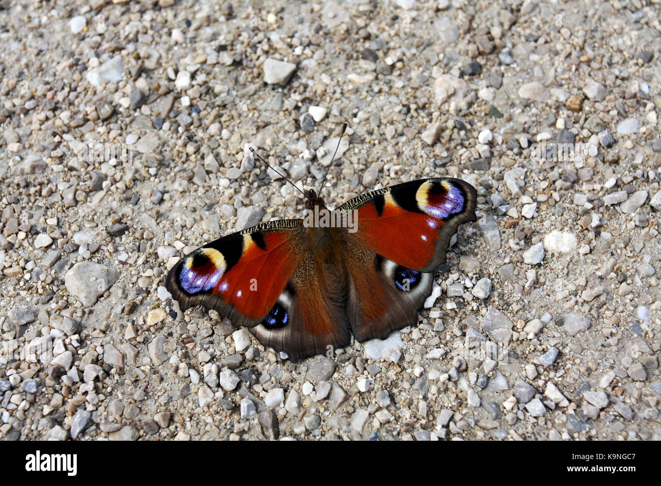 Croatian insects hi-res stock photography and images - Alamy