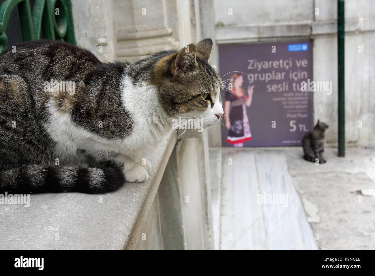 Stray cats istanbul street turkey hi-res stock photography and images ...