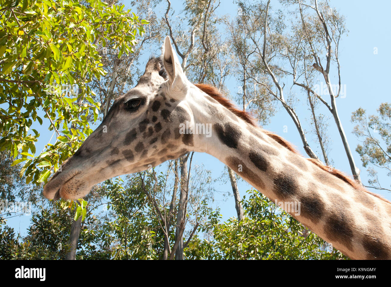 Giraffe at San Diego Zoo, Balboa Park, California, USA Stock Photo - Alamy